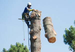 Tree Services & Land Clearing | JD Brothers | Stuarts Draft, VA