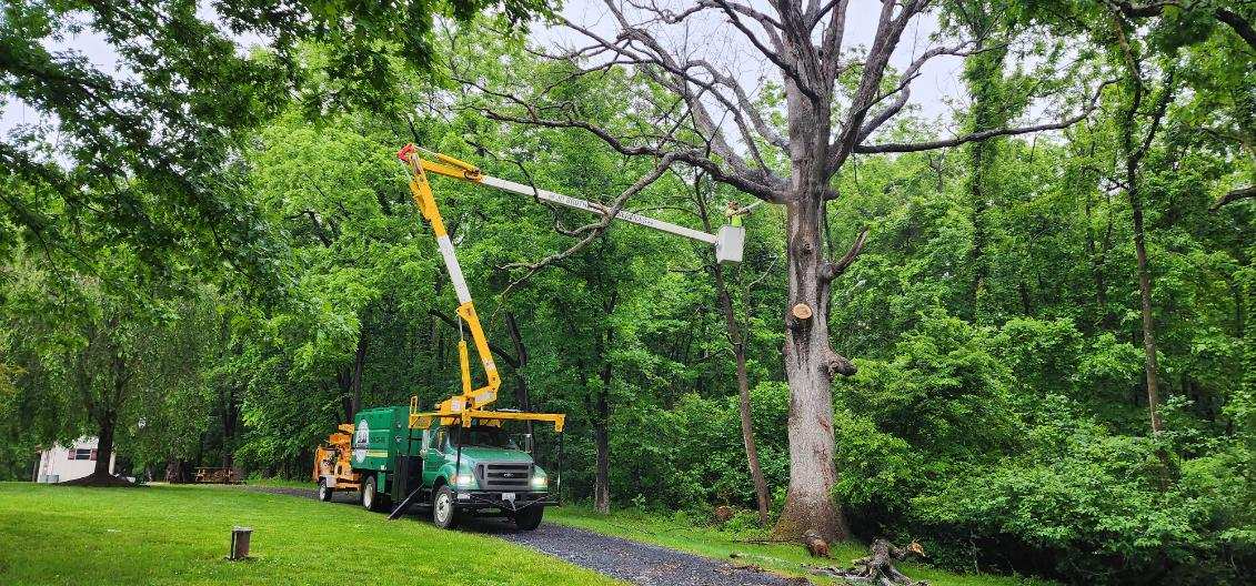 Our Work - JD Brothers Tree Services