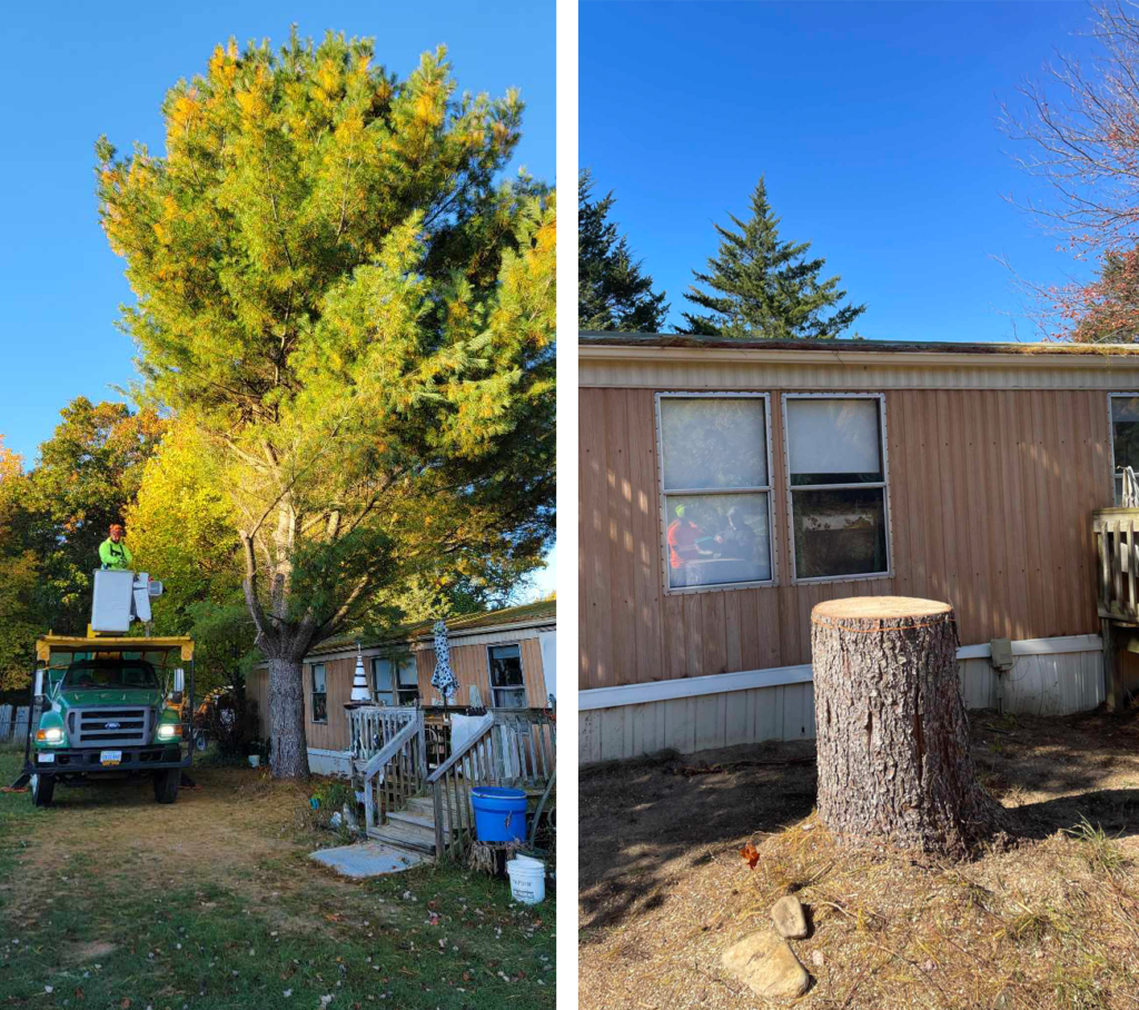 Past Projects - JD Brothers Tree Services