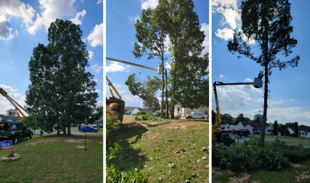 Past Projects - JD Brothers Tree Services